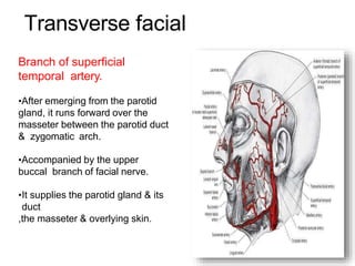 Facenervevessels dr.Meher | PPTX