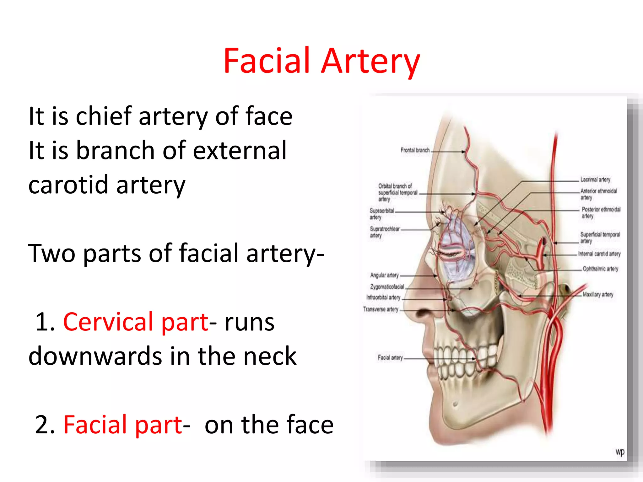 blood supply nerve supply of face | PPTX