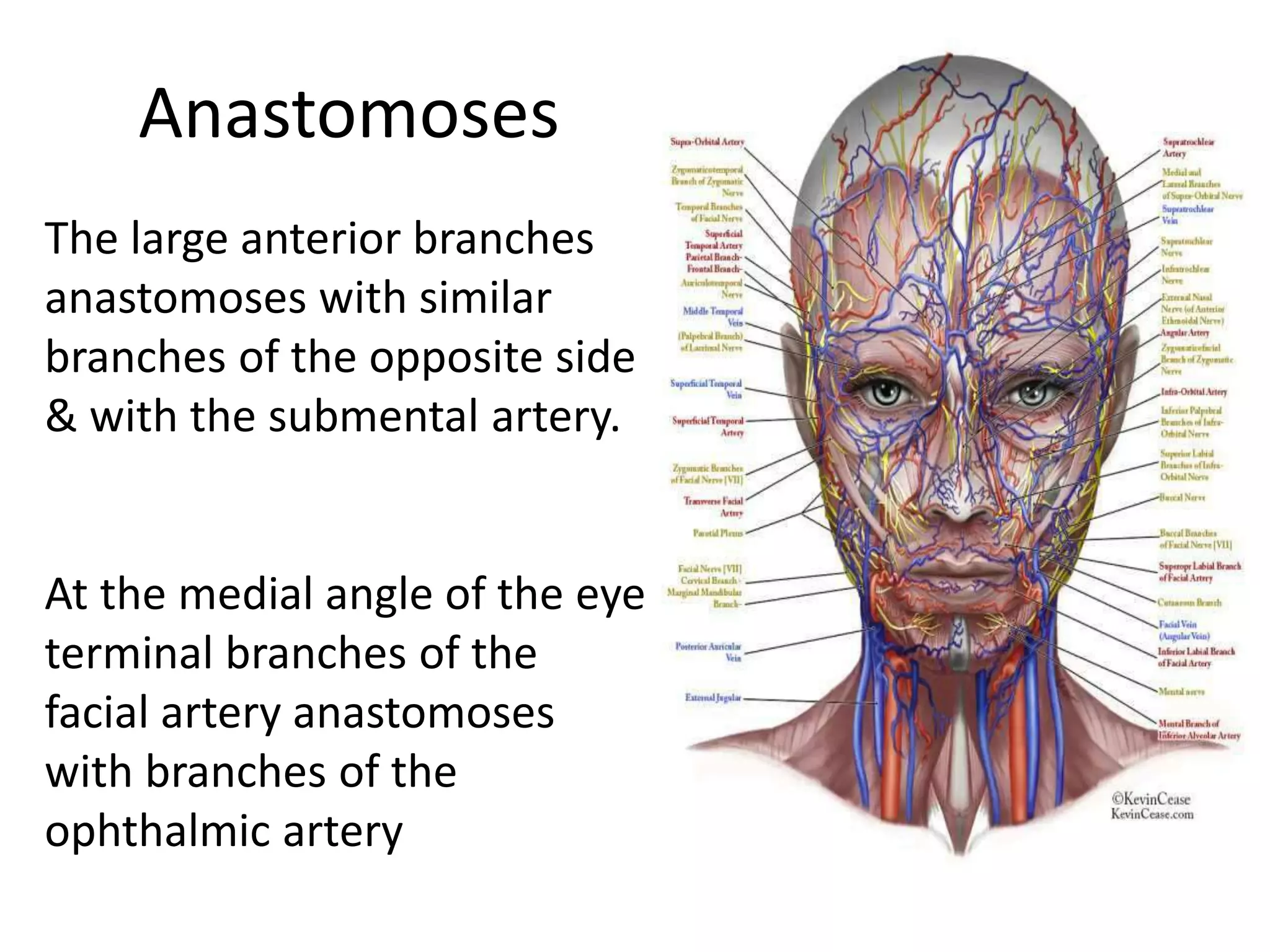 blood supply nerve supply of face | PPTX
