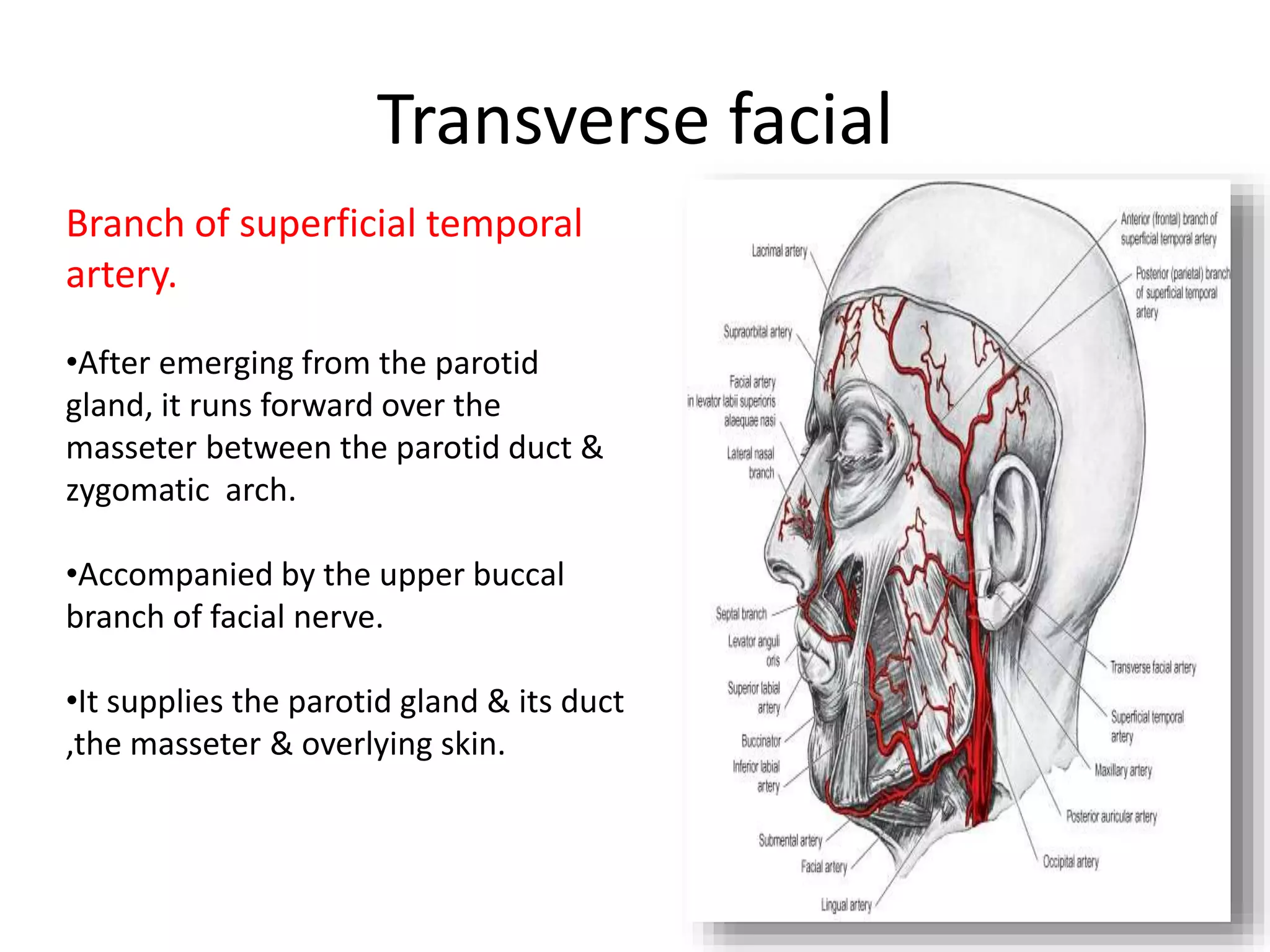 blood supply nerve supply of face | PPTX