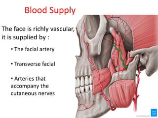 blood supply nerve supply of face | PPTX