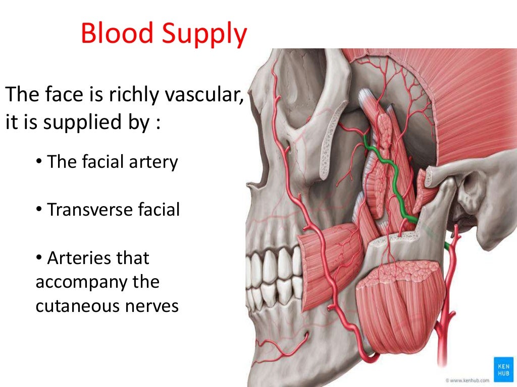 blood supply nerve supply of face