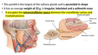 Face, Parotid gland, Ventricular system of the brain | PPTX