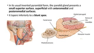 Face, Parotid gland, Ventricular system of the brain | PPTX