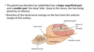 Face, Parotid gland, Ventricular system of the brain | PPTX