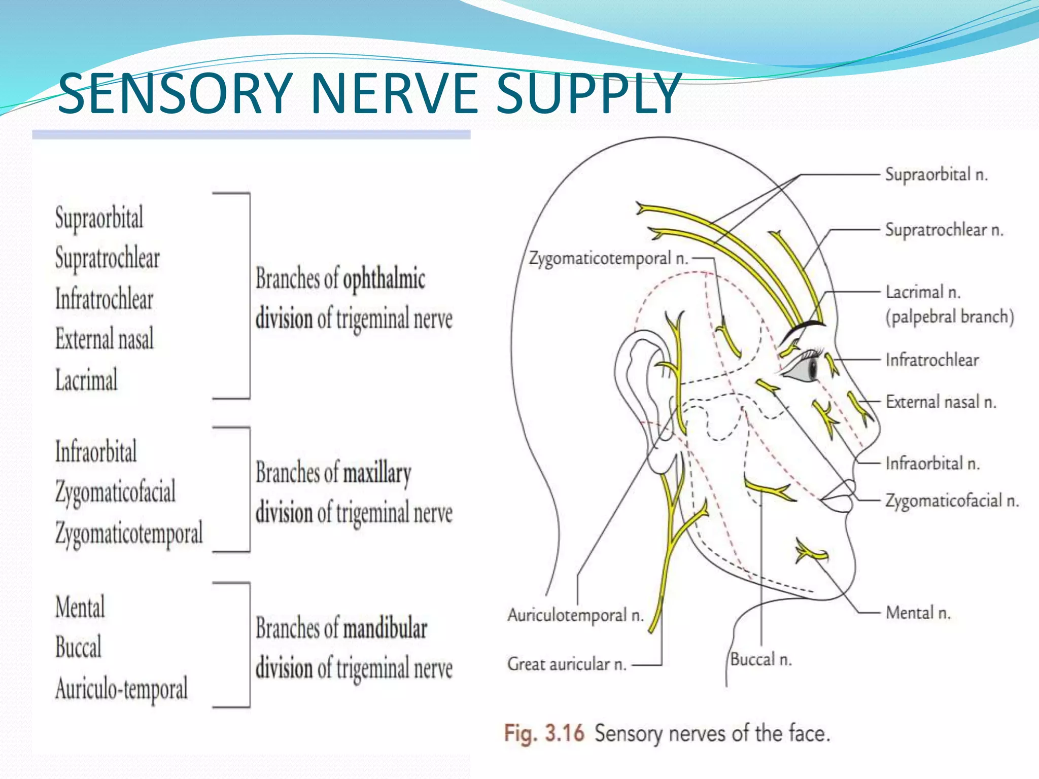 face ppt by Dr kk goyal | PPTX