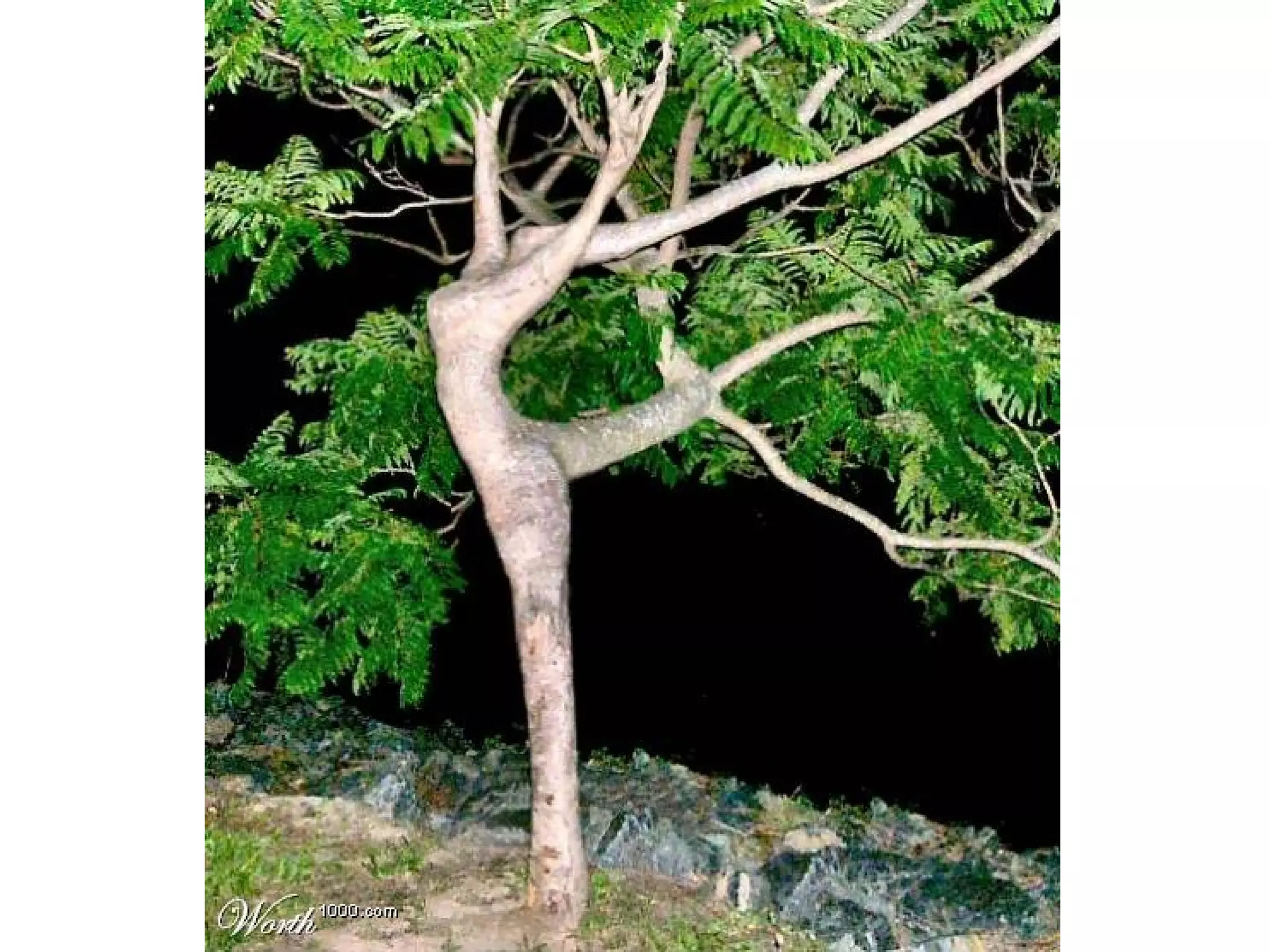 Faces of Nature | PPS