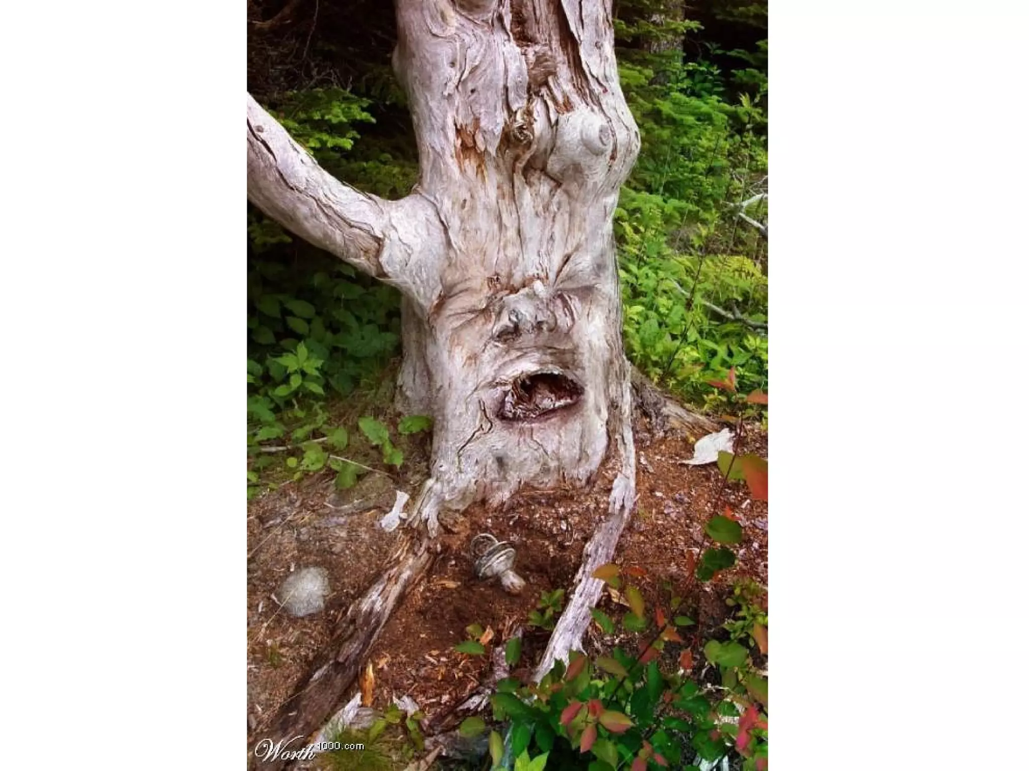 Faces of Nature | PPS