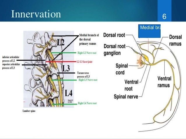 Facet Joint Innervation