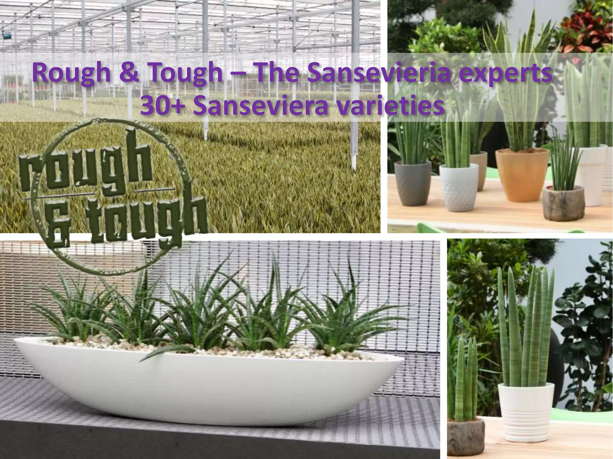 Fachjan Project Plants | PPTX