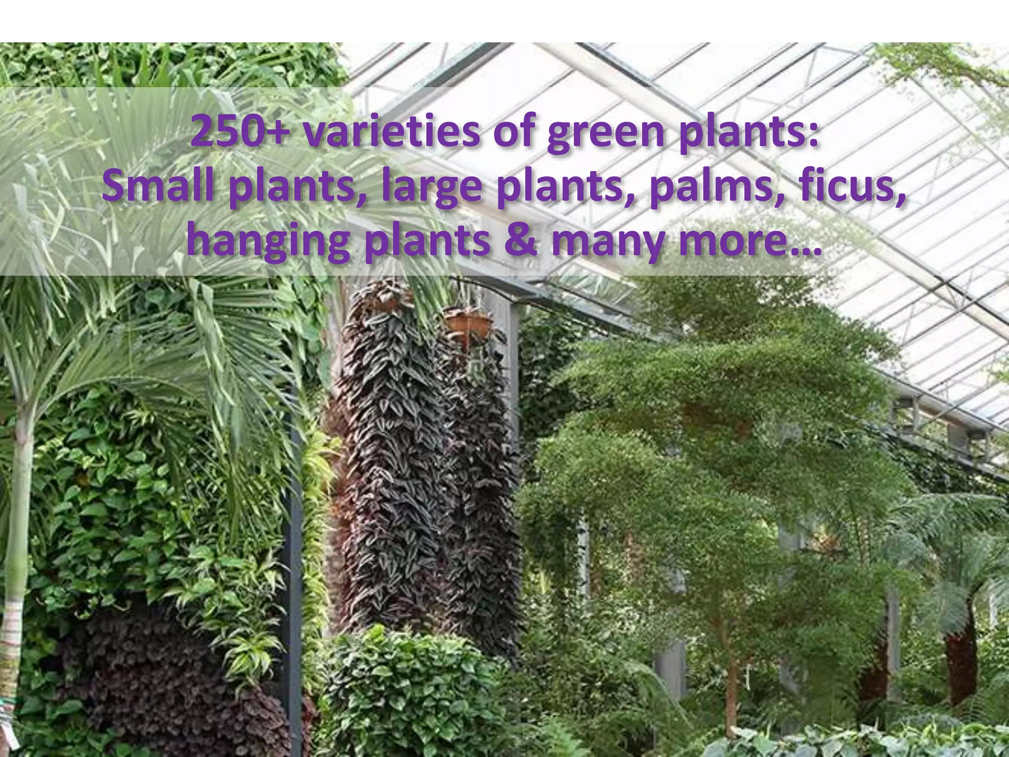 Fachjan Project Plants | PPTX