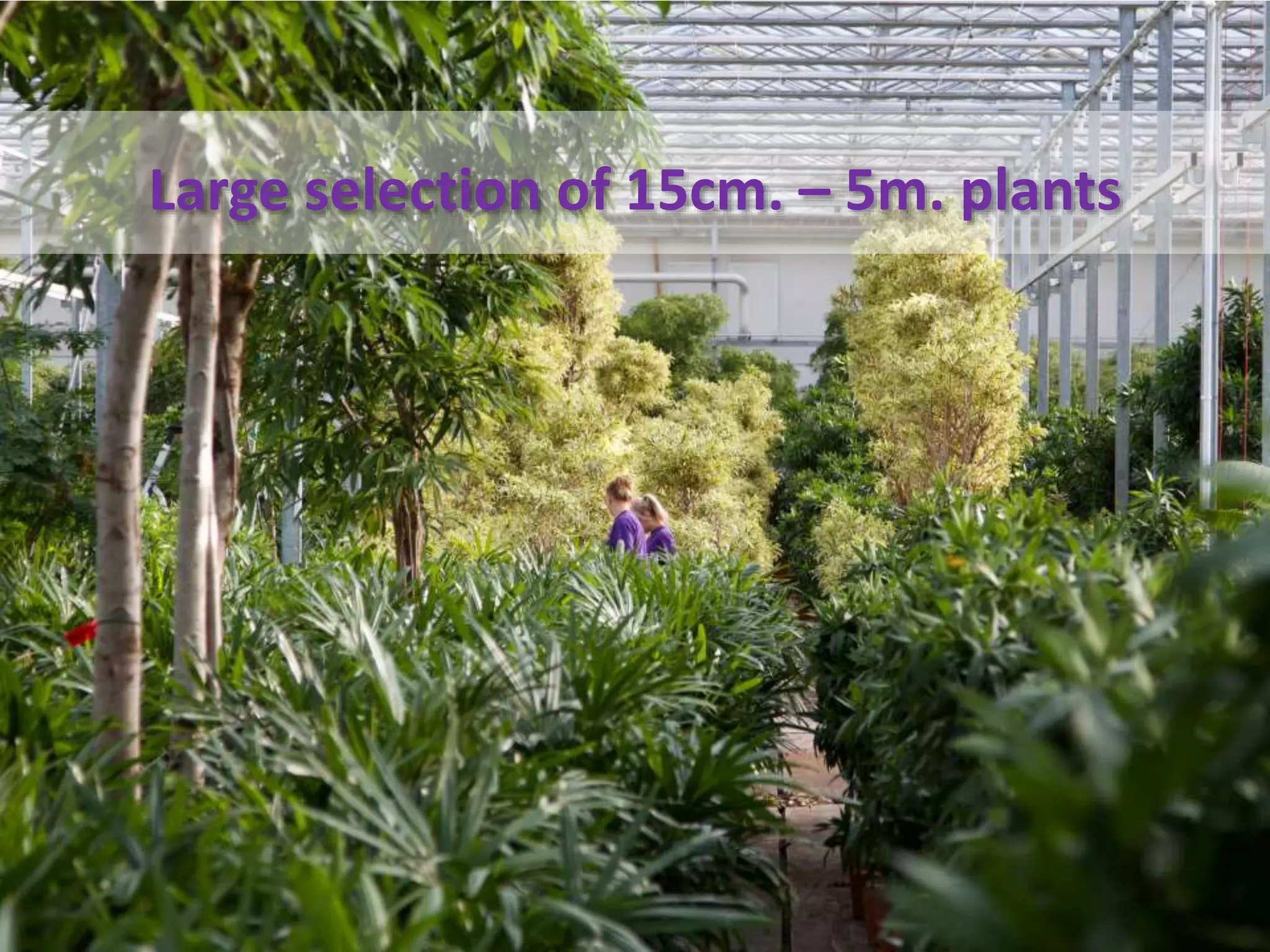 Fachjan Project Plants | PPTX