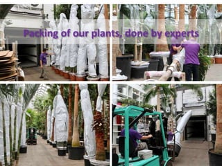 Fachjan Project Plants | PPTX