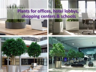 Fachjan Project Plants | PPTX