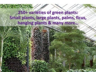 Fachjan Project Plants | PPTX