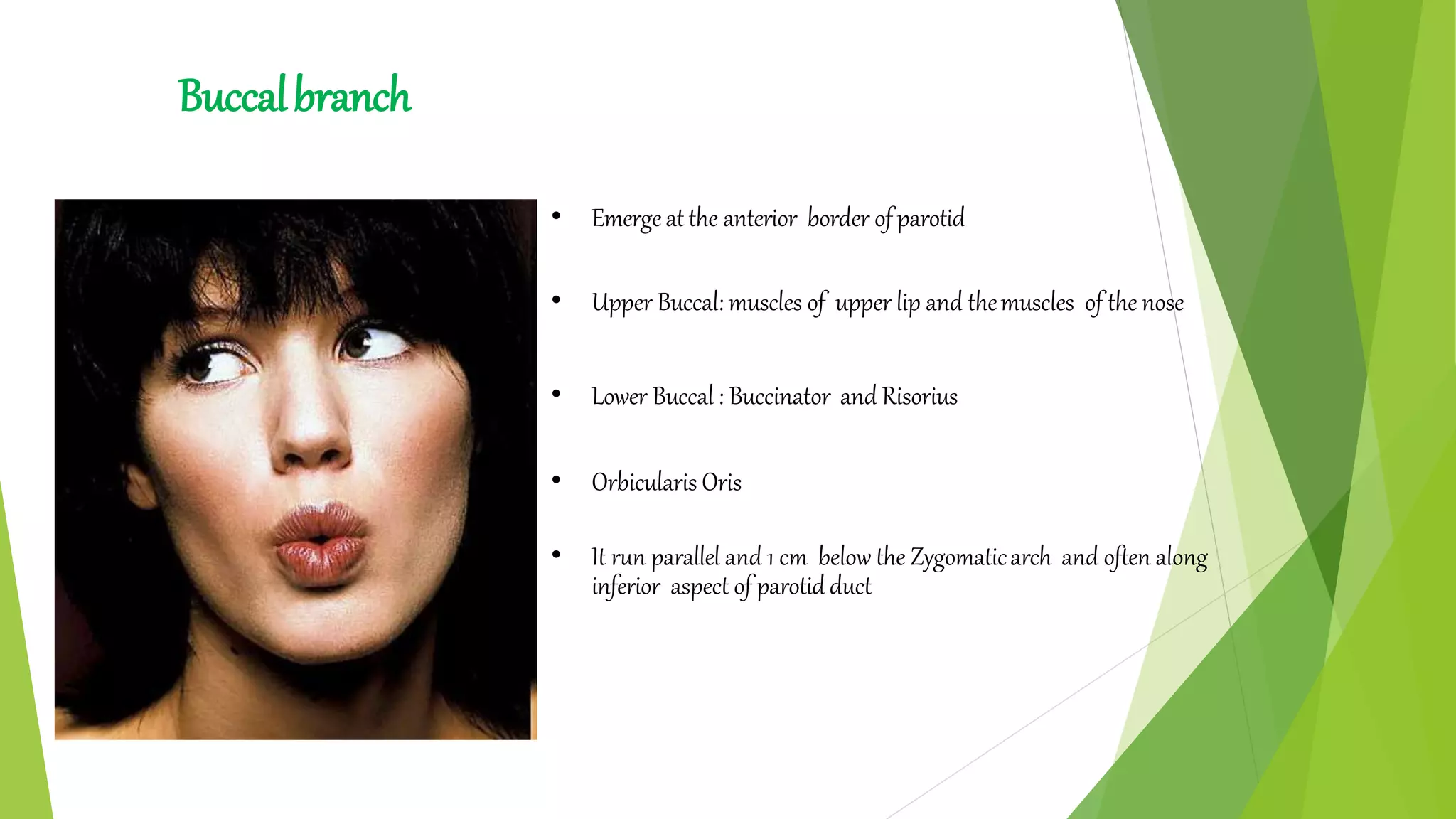 SURICAL ANATOMY OF FACIAL NERVE | PPTX