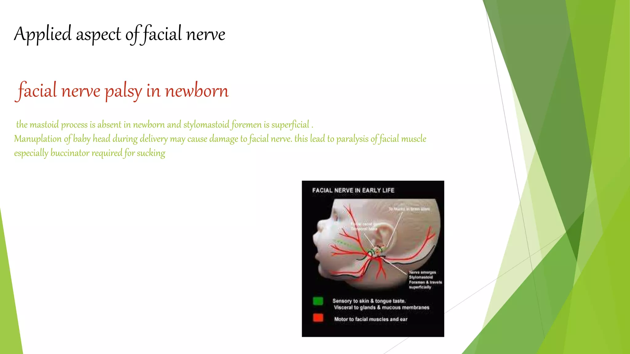 SURICAL ANATOMY OF FACIAL NERVE | PPTX