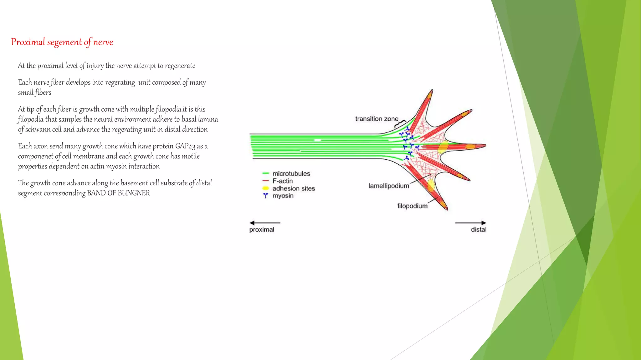 SURICAL ANATOMY OF FACIAL NERVE | PPTX
