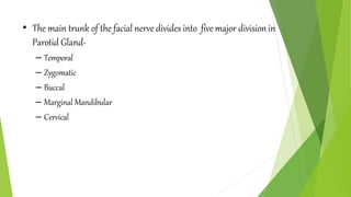 SURICAL ANATOMY OF FACIAL NERVE | PPTX