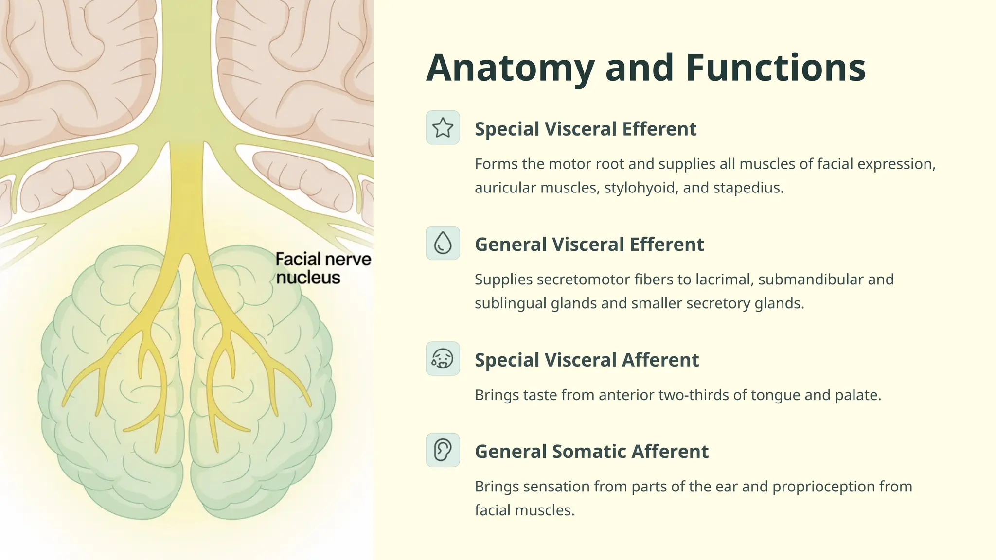 Facial-Nerve-and-Its-Disorders in practice | PPT