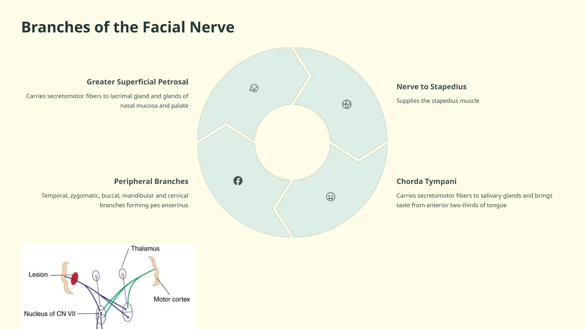 Facial-Nerve-and-Its-Disorders in practice | PPTX