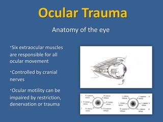 Facial-Trauma-Presentation.pptx