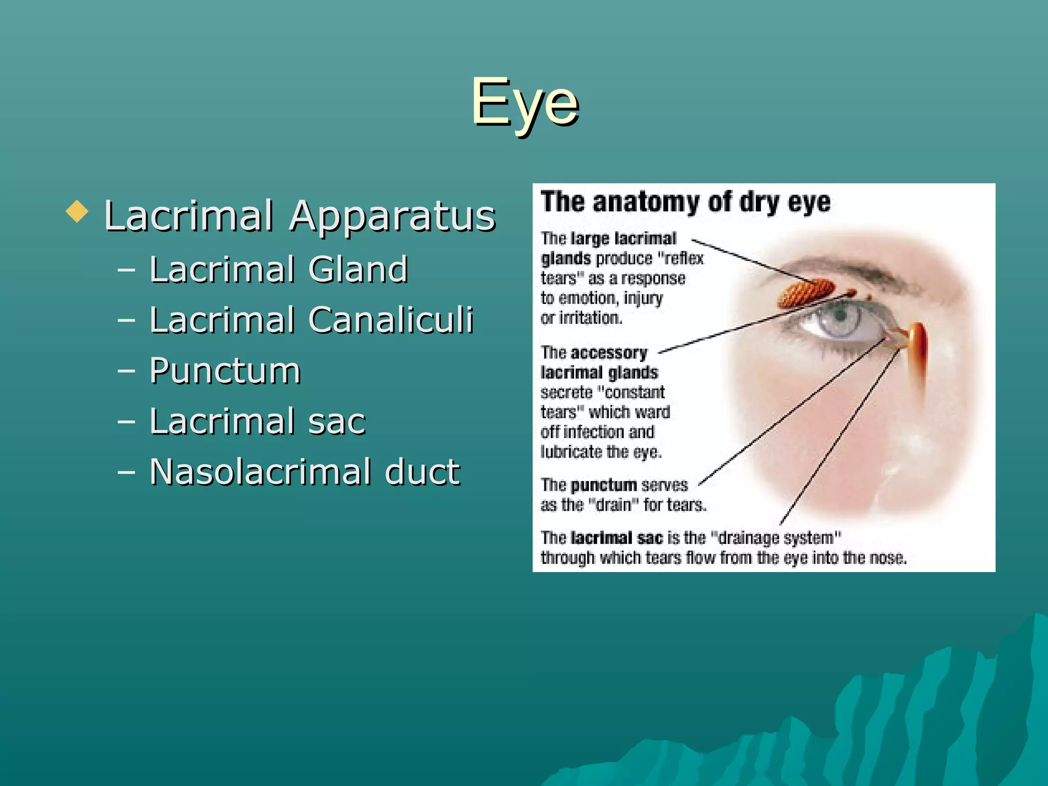 Facial anatomy | PPT