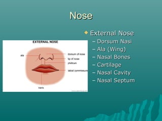 Facial anatomy | PPT