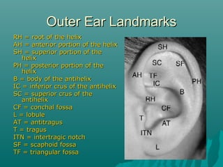 Facial anatomy | PPT