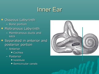 Facial anatomy | PPT