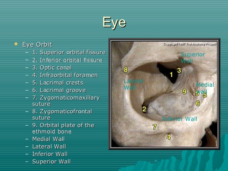 Lacrimal Groove Ap 1 Bone Anatomy Osseous Tissue