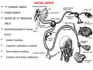 FACIAL ANATOMY on the field of medicine and surgery | PPTX