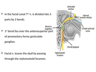 FACIAL ANATOMY on the field of medicine and surgery | PPT