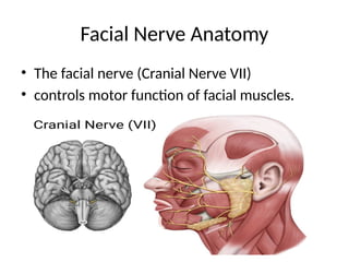 facial anatomy, muscles, bones, blood vessels | PPTX