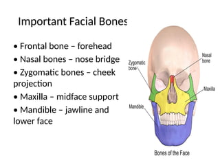 facial anatomy, muscles, bones, blood vessels | PPTX