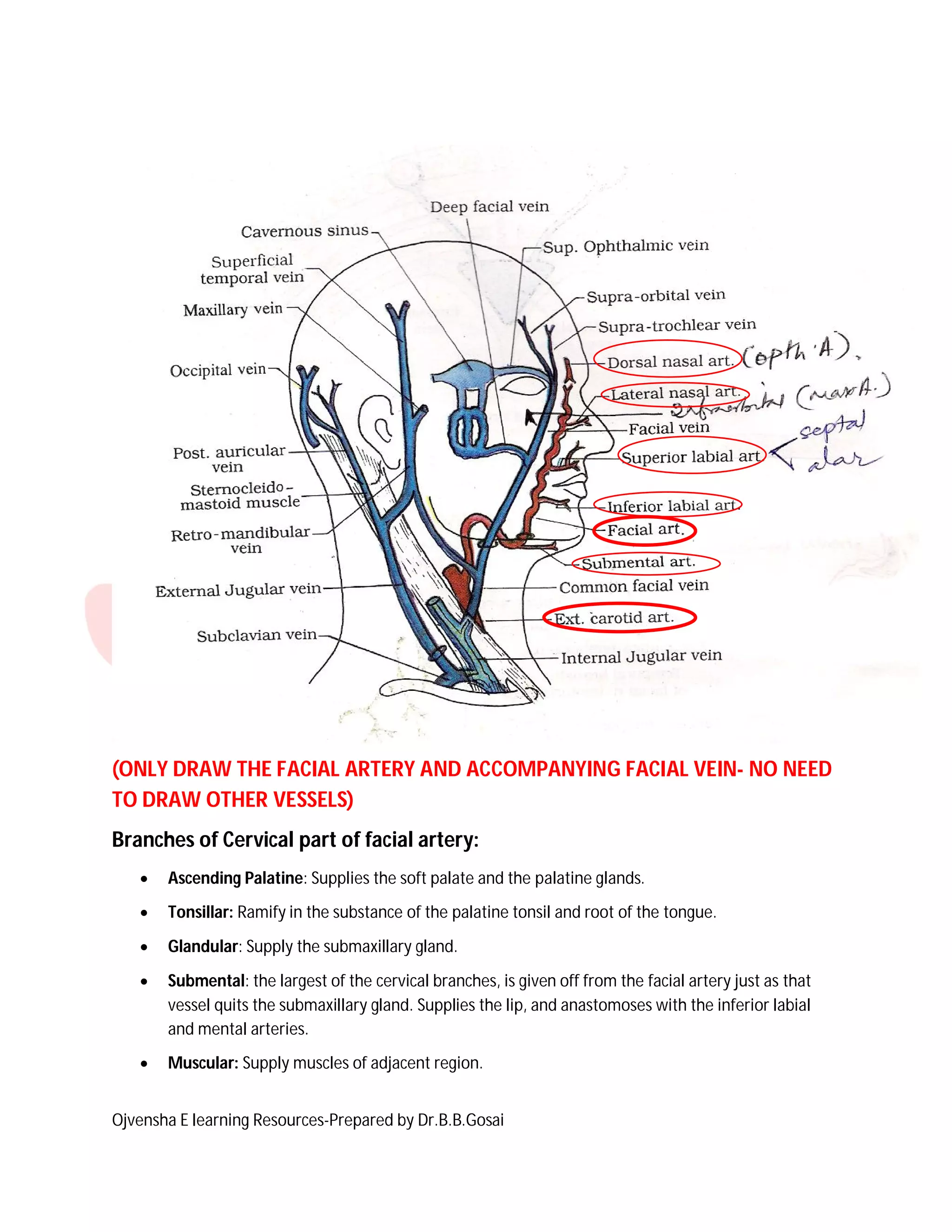 Facial artery dr gosai | PDF