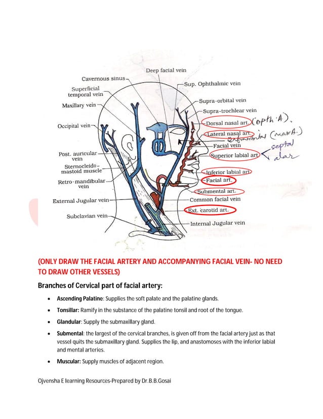 Facial artery dr gosai | PDF | Ear, Nose and Throat Conditions | Diseases and Conditions