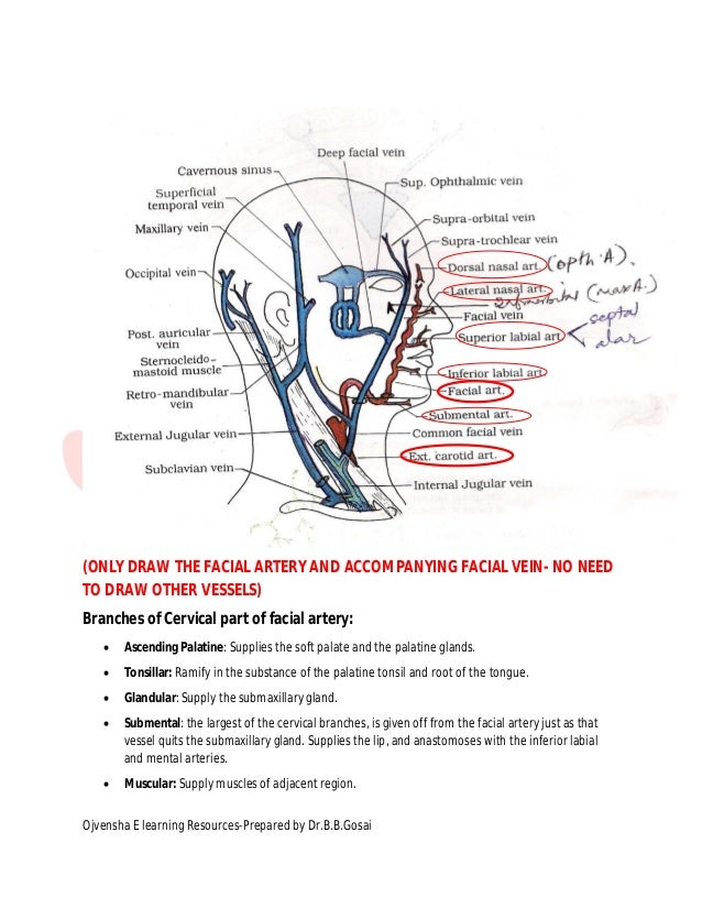 Facial artery dr gosai