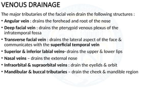 FACIAL ARTERY & VEIN..pptx presentationn | PPTX