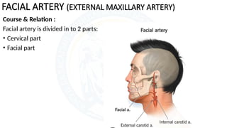 FACIAL ARTERY & VEIN..pptx presentationn | PPTX