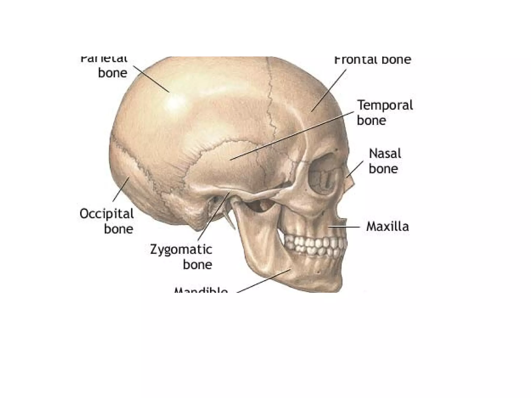 Facial features eye structure | PPT