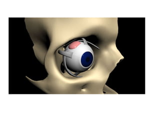 Facial features eye structure | PPT