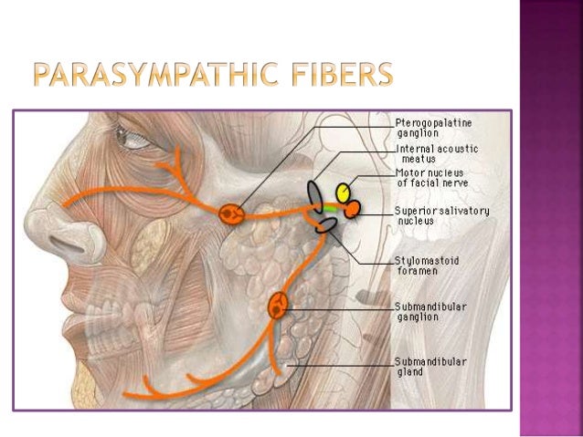 FACIAL NERVE