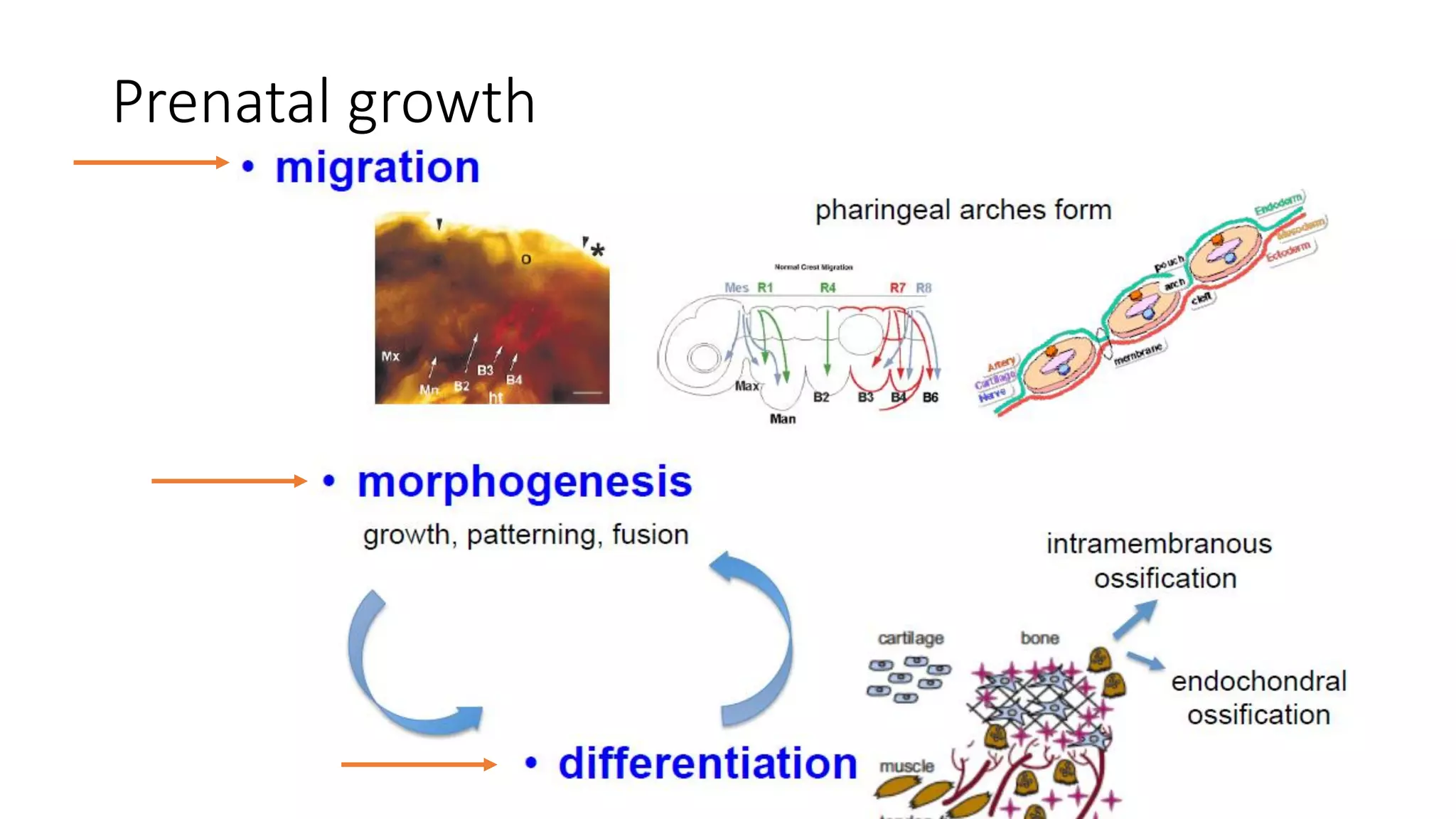 Facial growth and development | PDF