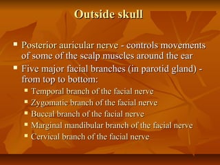 презентация Facialis | PPT
