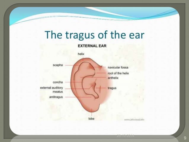 Facial landmarks & its role in prosthodontics | PPTX | Ear, Nose and ...