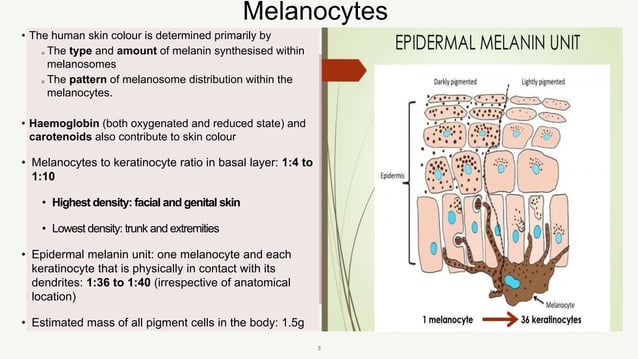 Facial Melanosis.pptx | Skin and Dermatology | Diseases and Conditions