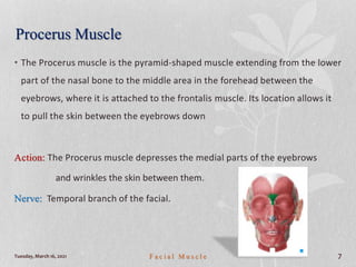 Facial Muscle | PPTX | Ear, Nose and Throat Conditions | Diseases and ...