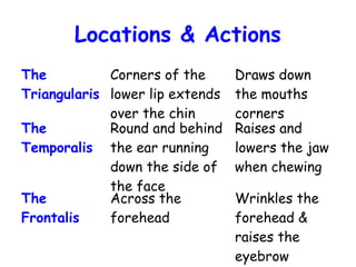 Facial muscles | PPT