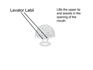 Facial muscles | PPT